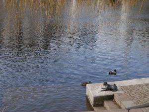 Der Waldmops in Brandenburg – eine Fotosafari auf Loriots Spuren