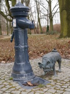 Der Waldmops in Brandenburg – eine Fotosafari auf Loriots Spuren